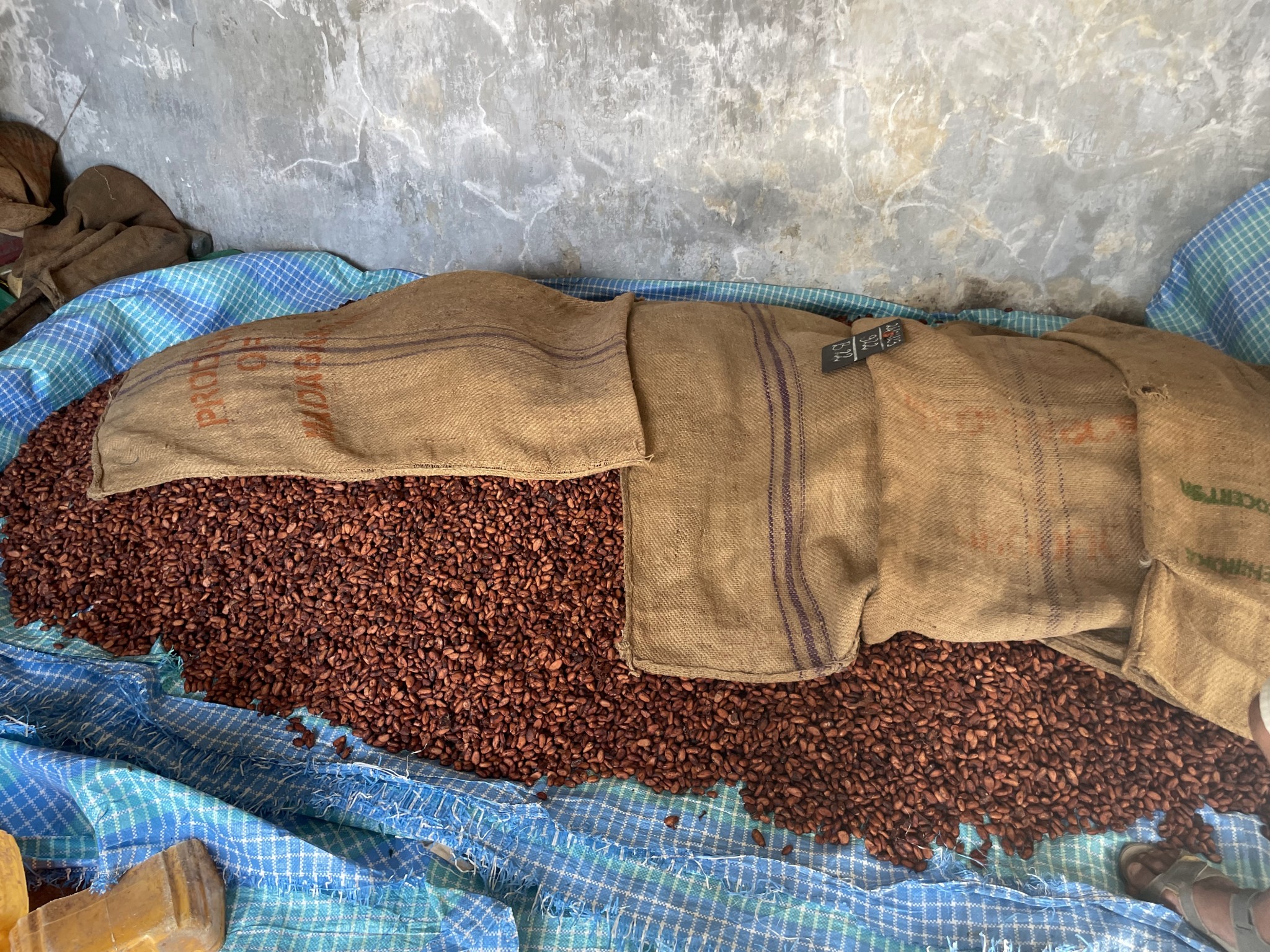 Bulk cacao beans and nibs from Madagascar, exporters and wholesale