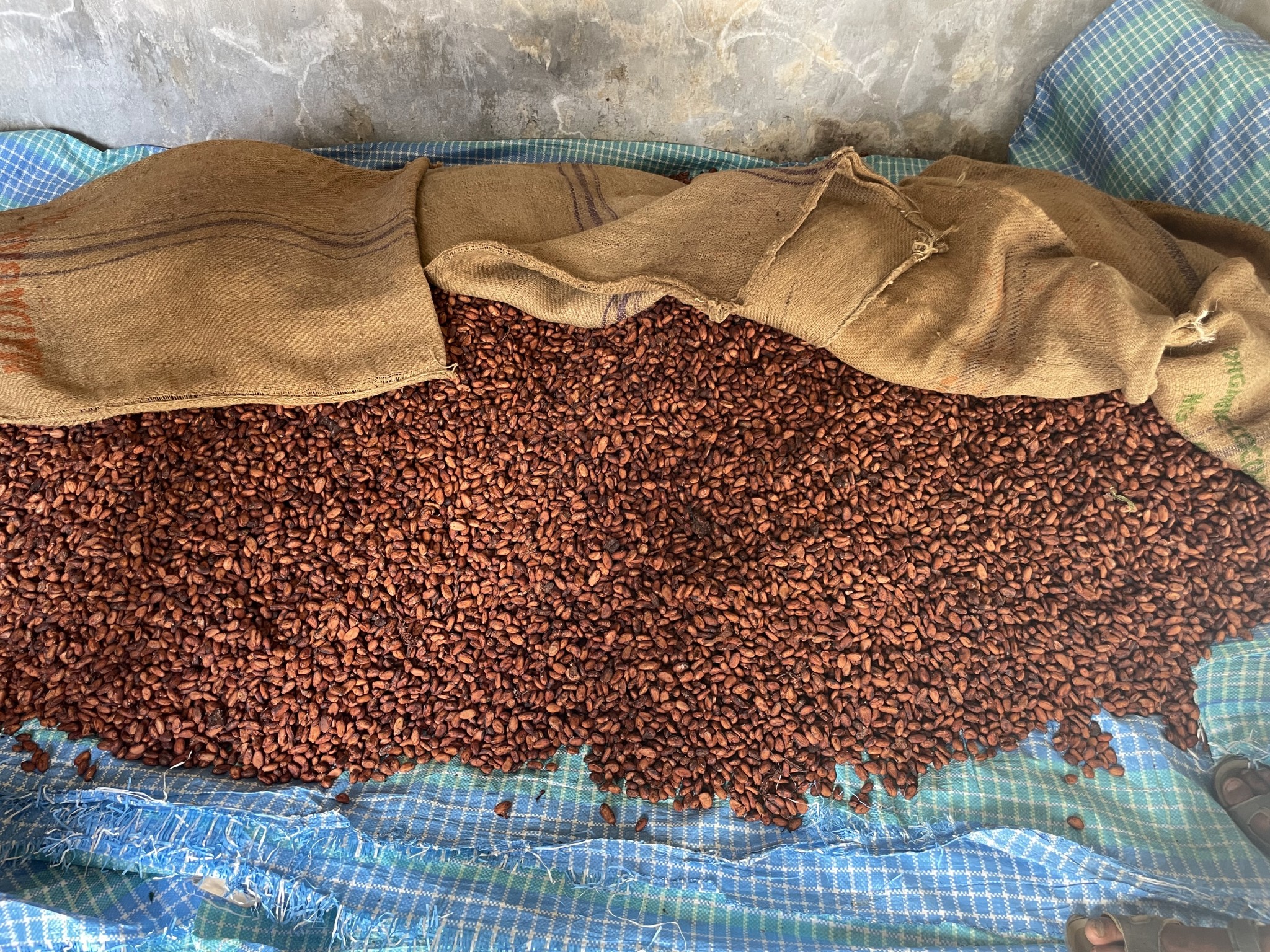 Bulk cacao beans and nibs from Madagascar, exporters and wholesale